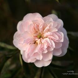 Rose (Rosa 'Lullaby') in the Roses Database - Garden.org