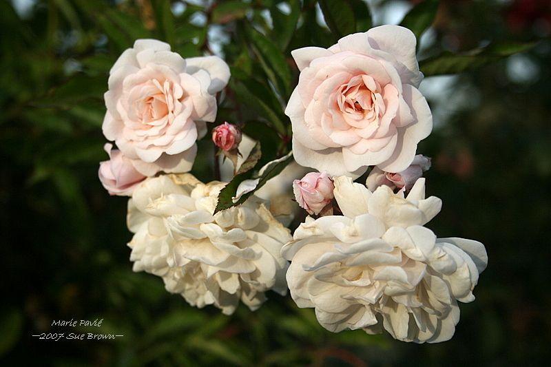 Photo of the bloom of Rose (Rosa 'Marie Pavie') posted by Calif_Sue ...
