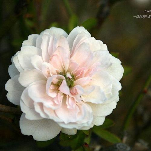 Rose (Rosa 'Lullaby') in the Roses Database - Garden.org