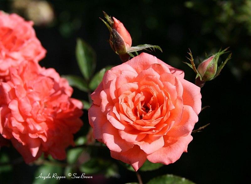 Rose (Rosa 'Angela Rippon') in the Roses Database - Garden.org
