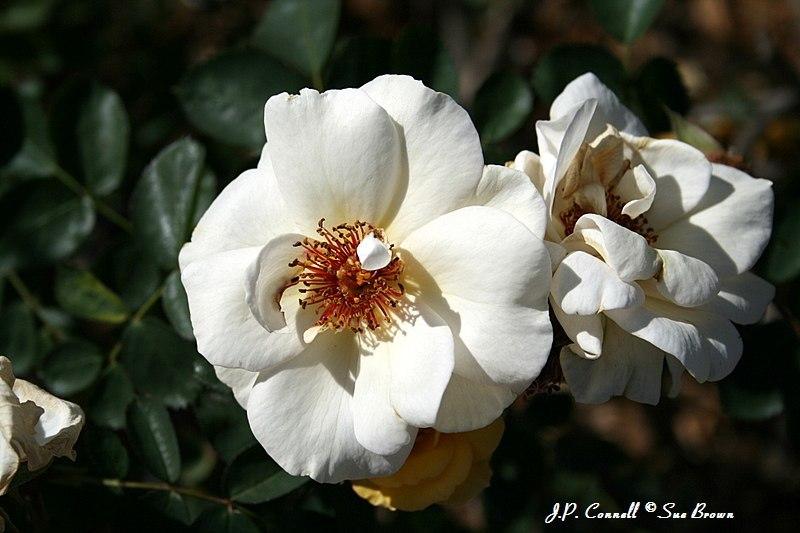 Rose (Rosa 'J.P. Connell') in the Roses Database - Garden.org