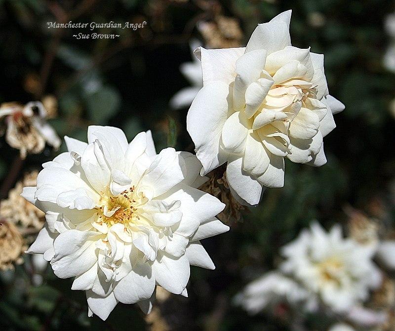 Rose (Rosa 'Manchester Guardian Angel') in the Roses Database - Garden.org