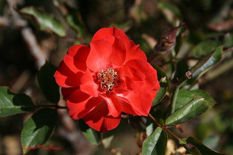 Rose (Rosa 'Cricket') in the Roses Database - Garden.org