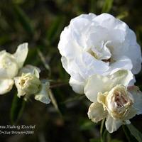 Rose (Rosa 'Frau Hedwig Koschel') in the Roses Database - Garden.org