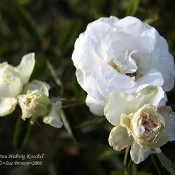 Photo of the bloom of Rose (Rosa 'Frau Hedwig Koschel') posted by Calif ...