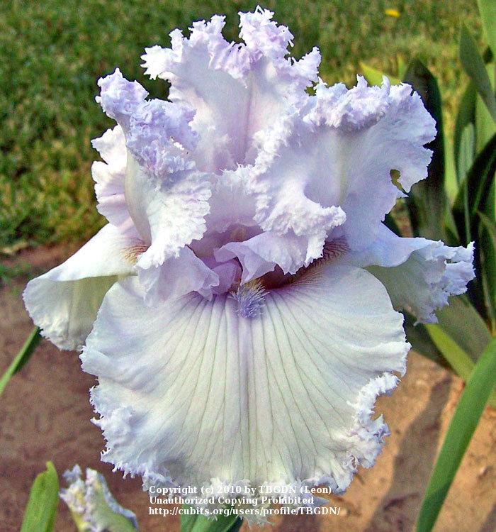 Photo of the bloom of Tall Bearded Iris (Iris 'Queen of Angels') posted ...