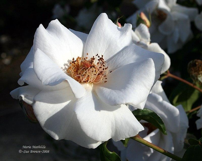 Rose (Rosa 'Maria Mathilda') in the Roses Database - Garden.org