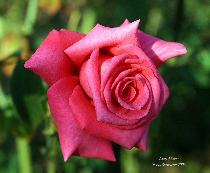 Rose (Rosa 'Lisa Maree') in the Roses Database - Garden.org