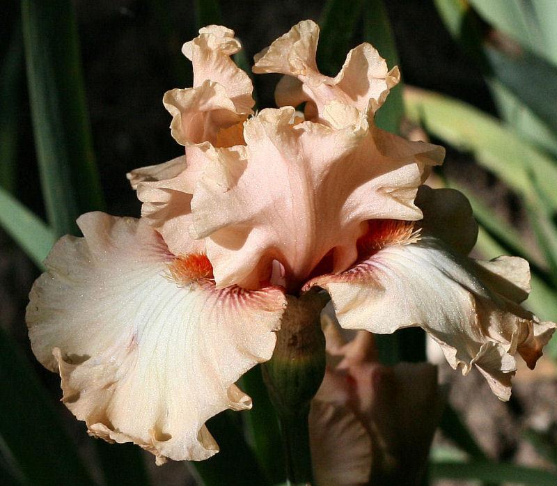 Photo of the bloom of Tall Bearded Iris (Iris 'Candy Clouds') posted by ...