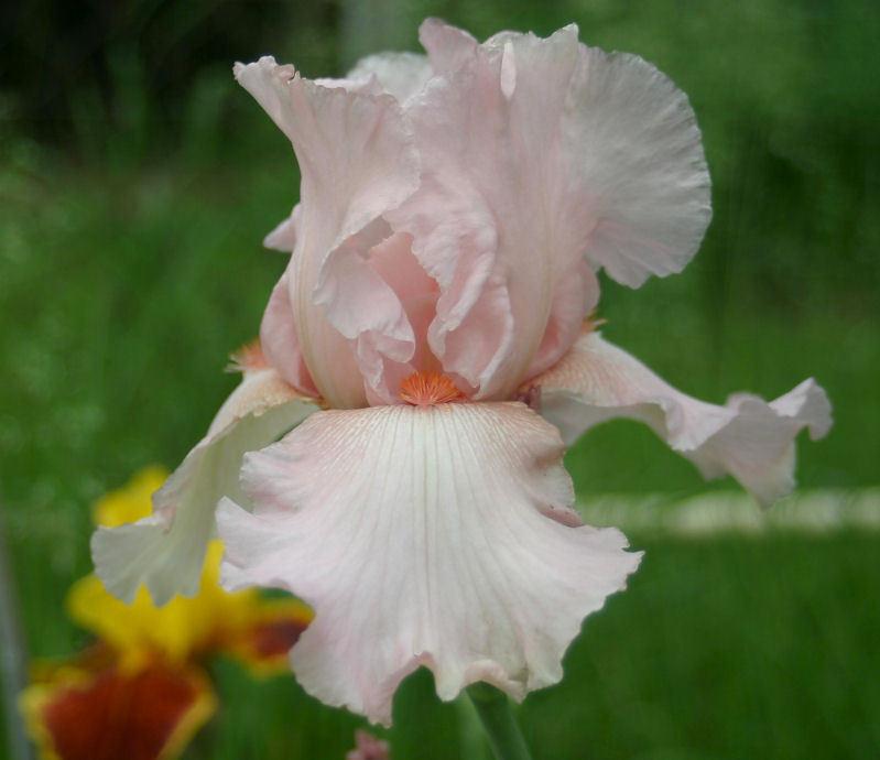 Tall Bearded Iris (Iris 'Cherub's Smile') in the Irises Database ...