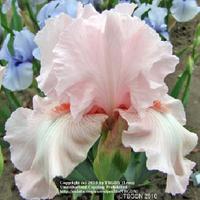 Tall Bearded Iris (Iris 'Vanity') in the Irises Database - Garden.org