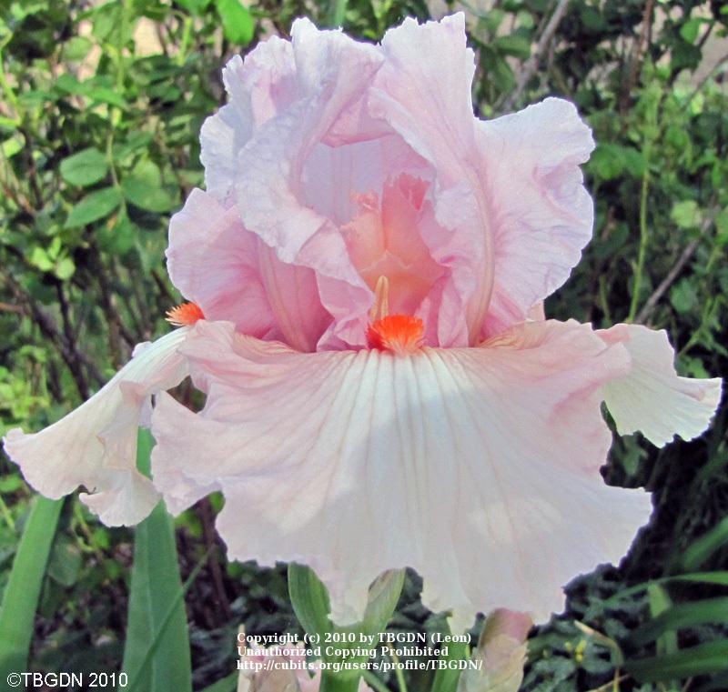 Photo of the bloom of Iris 'Vanity's Child' posted by TBGDN - Garden.org