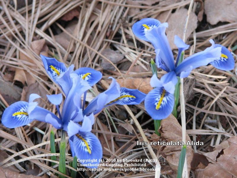 Photo of the bloom of Reticulated Iris (Iris reticulata 'Alida') posted ...