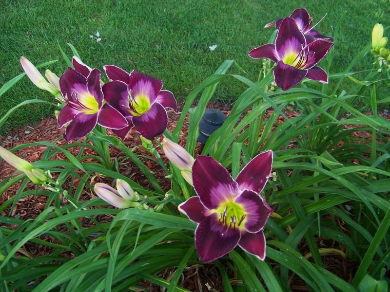 Photo of the bloom of Daylily (Hemerocallis 'Jamie Dockery') posted by ...