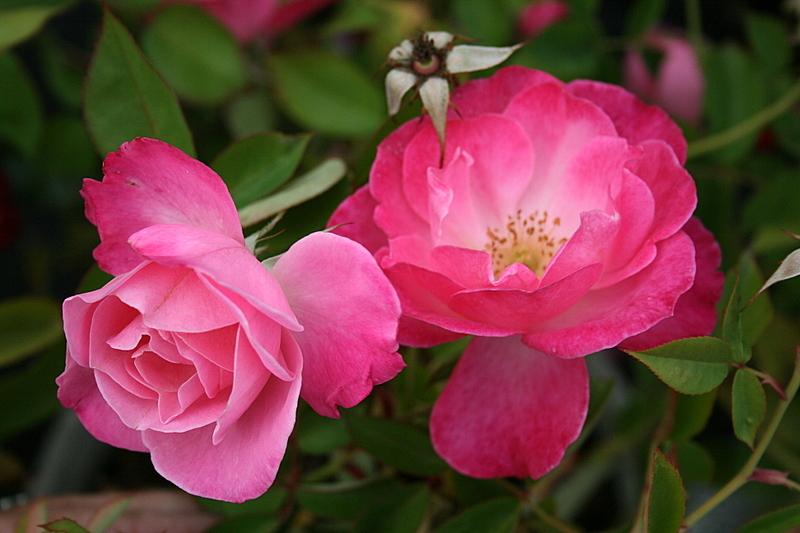 Photo of the bloom of Rose (Rosa 'Simplicity') posted by Calif_Sue ...