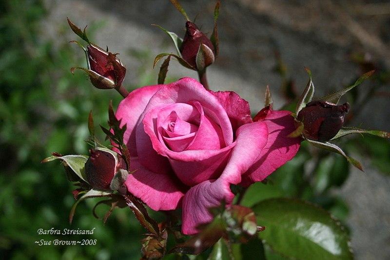 Photo of the bloom of Rose (Rosa 'Barbra Streisand') posted by Calif ...