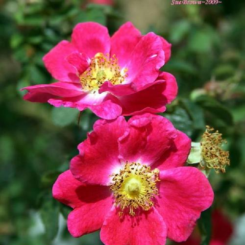 Rose (Rosa 'Greenmantle') in the Roses Database - Garden.org