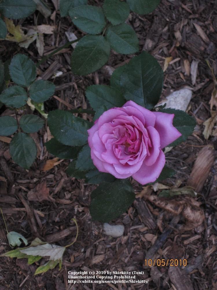 Photo of the bloom of Rose (Rosa 'Barbra Streisand') posted by ...