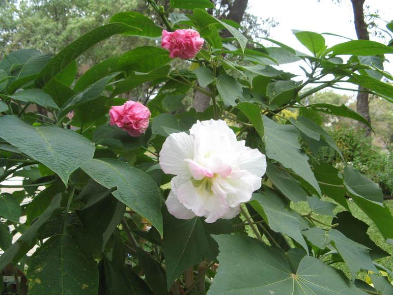 Photo of the bloom of Confederate Rose (Hibiscus mutabilis) posted by ...