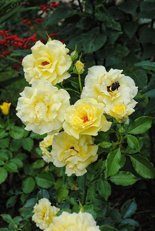 Photo of the bloom of Rose (Rosa 'Sunsprite') posted by chelle - Garden.org