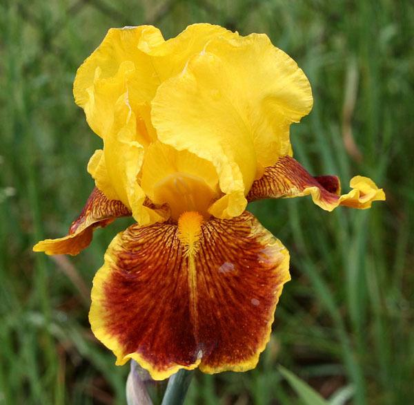 Tall Bearded Iris (Iris 'Fanfaron') in the Irises Database - Garden.org