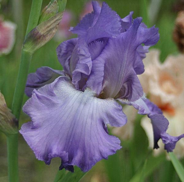 Tall Bearded Iris (Iris 'Fragrant Lilac') in the Irises Database ...