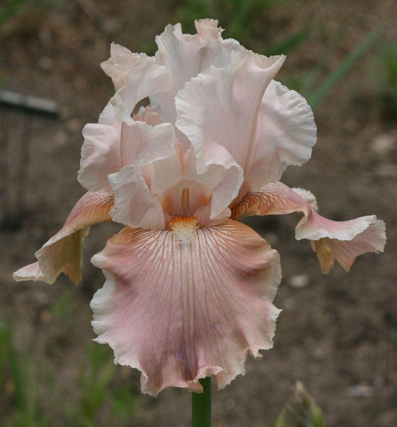 Tall Bearded Iris (Iris 'Good Day Oregon') in the Irises Database ...