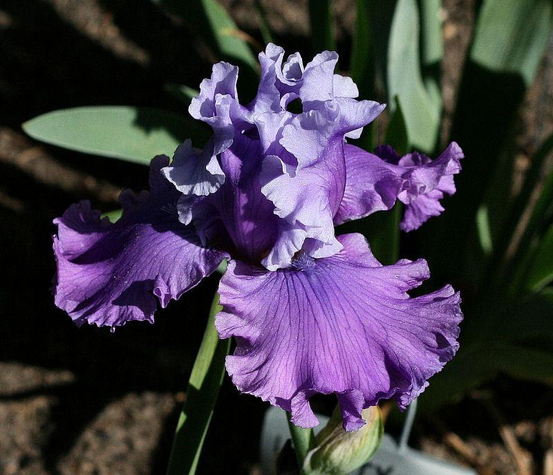 Tall Bearded Iris (Iris 'Loopty Loo') in the Irises Database - Garden.org