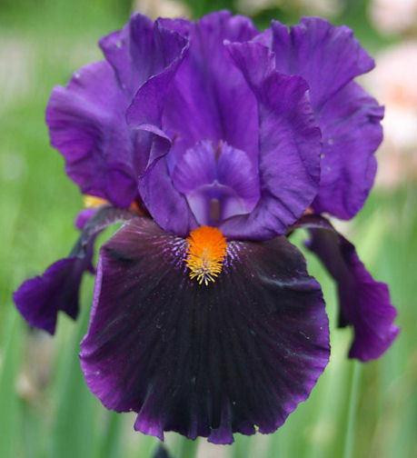 Tall Bearded Iris (Iris 'Local Color') in the Irises Database - Garden.org