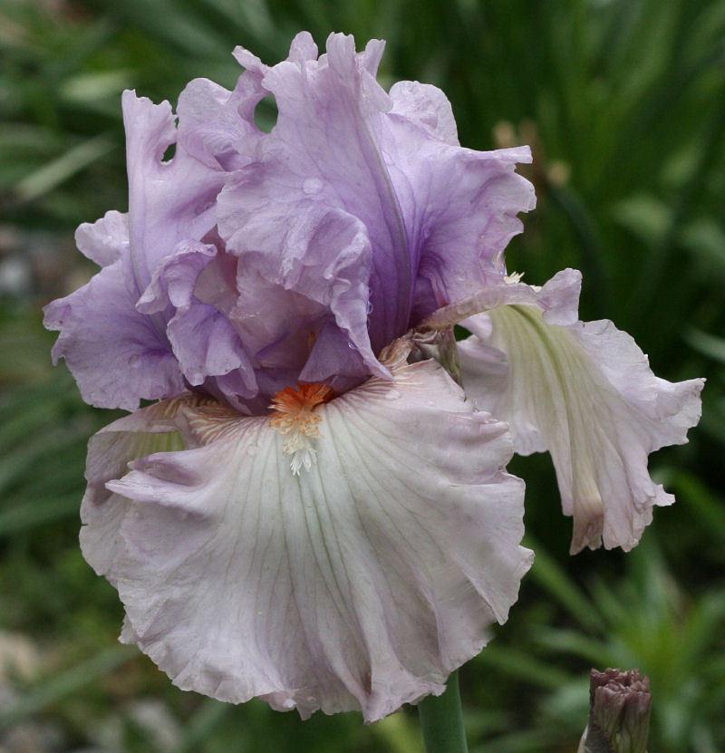 Photo of the bloom of Tall Bearded Iris (Iris 'Modern Woman') posted by ...