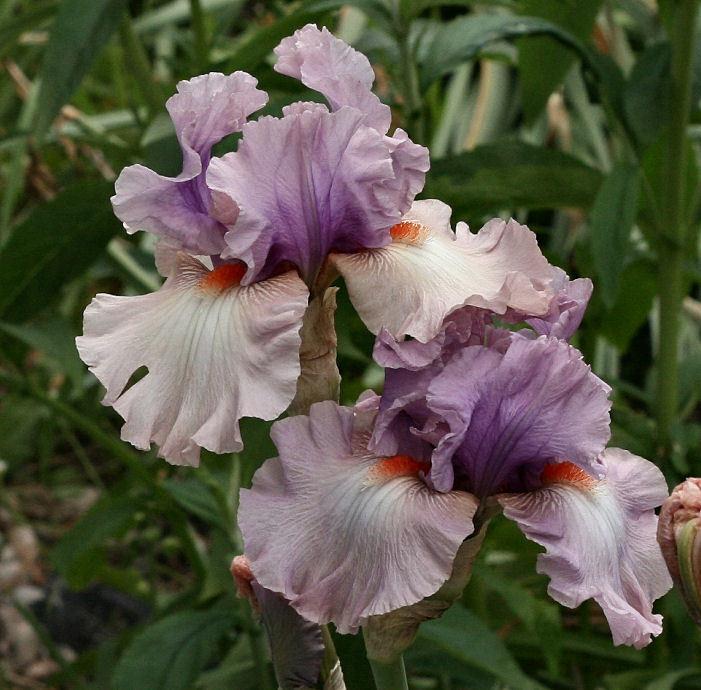 Photo of the bloom of Tall Bearded Iris (Iris 'Modern Woman') posted by ...