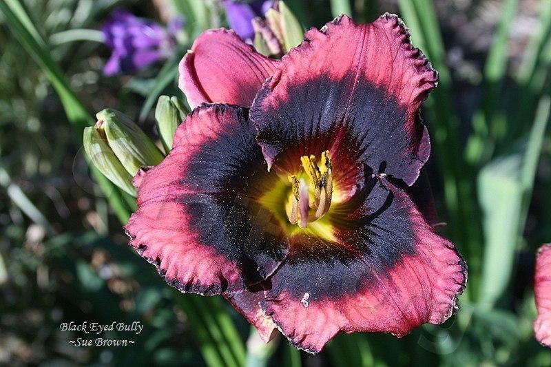Daylily (Hemerocallis 'Black Eyed Bully') in the Daylilies Database - Garden.org