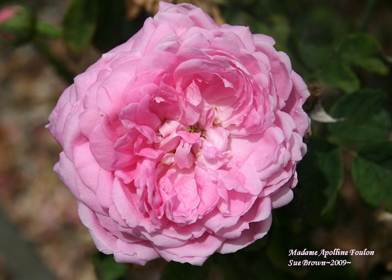 Rose (Rosa 'Madame Apolline Foulon') in the Roses Database - Garden.org