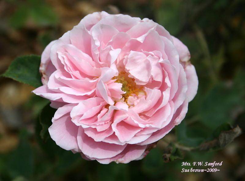 Rose (Rosa 'Mrs. F.W. Sanford') in the Roses Database - Garden.org