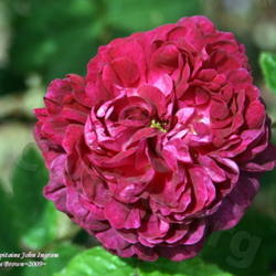 Rose (Rosa 'Capitaine John Ingram') in the Roses Database - Garden.org