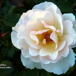 Rose (Rosa 'Grand Prize') in the Roses Database - Garden.org