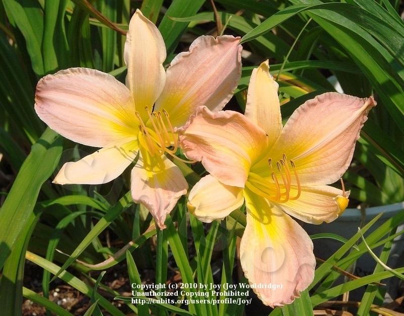 Photo of the bloom of Daylily (Hemerocallis 'Abstract Art') posted by ...