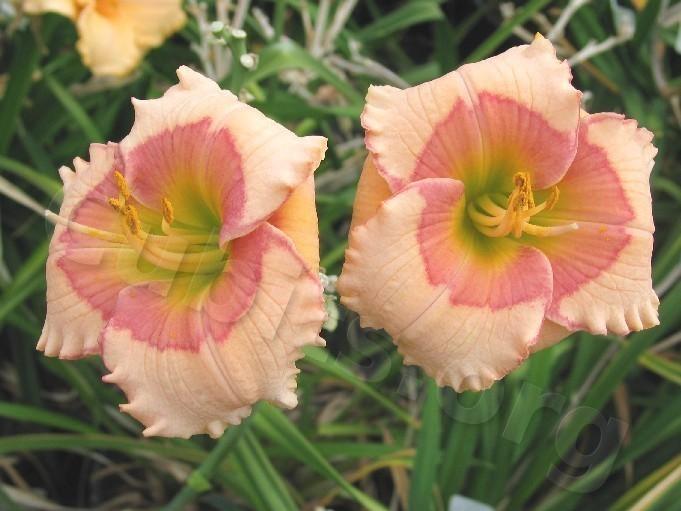 Photo of the bloom of Daylily (Hemerocallis 'Raspberry Winter') posted ...