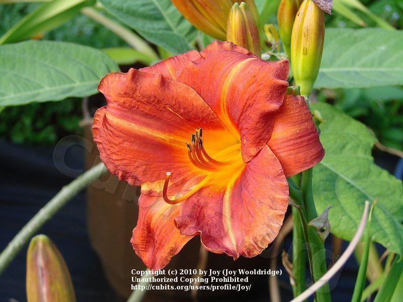 Daylily (Hemerocallis 'Chinese New Year') in the Daylilies Database ...