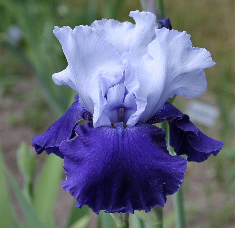 Tall Bearded Iris (Iris 'Over Alaska') in the Irises Database - Garden.org