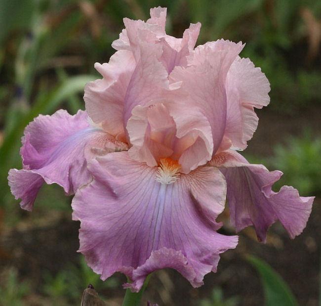 Tall Bearded Iris (Iris 'Pond Lily') in the Irises Database - Garden.org