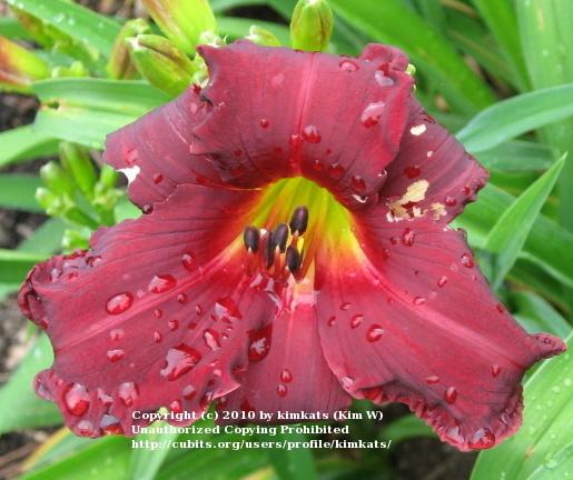 Photo of the bloom of Daylily (Hemerocallis 'Cranberry Cove') posted by kimkats - Garden.org