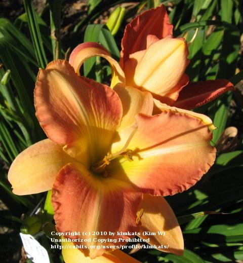 Daylily (Hemerocallis 'Chinese Pavilion') in the Daylilies Database ...