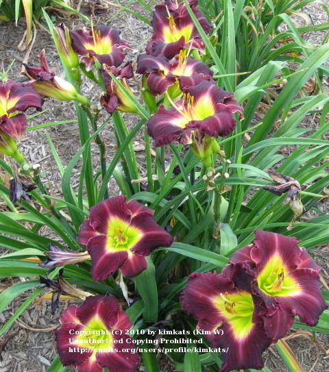 Photo of the bloom of Daylily (Hemerocallis 'Evening Enchantment') posted by kimkats - Garden.org
