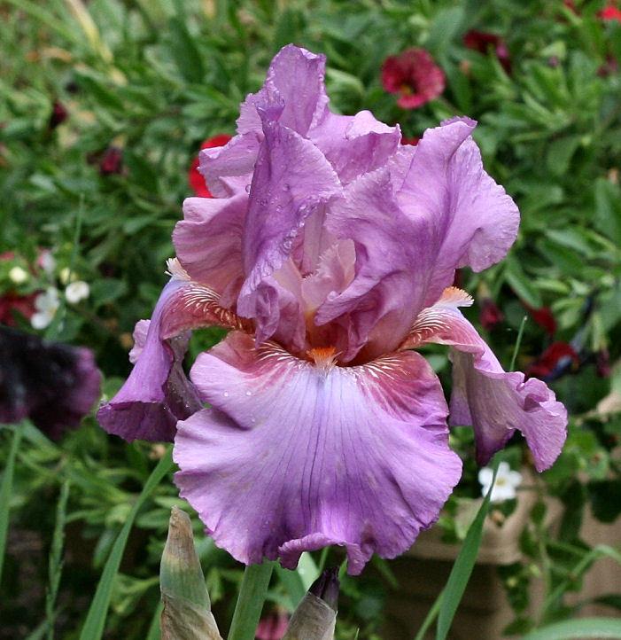 Tall Bearded Iris (Iris 'Persian Berry') in the Irises Database ...