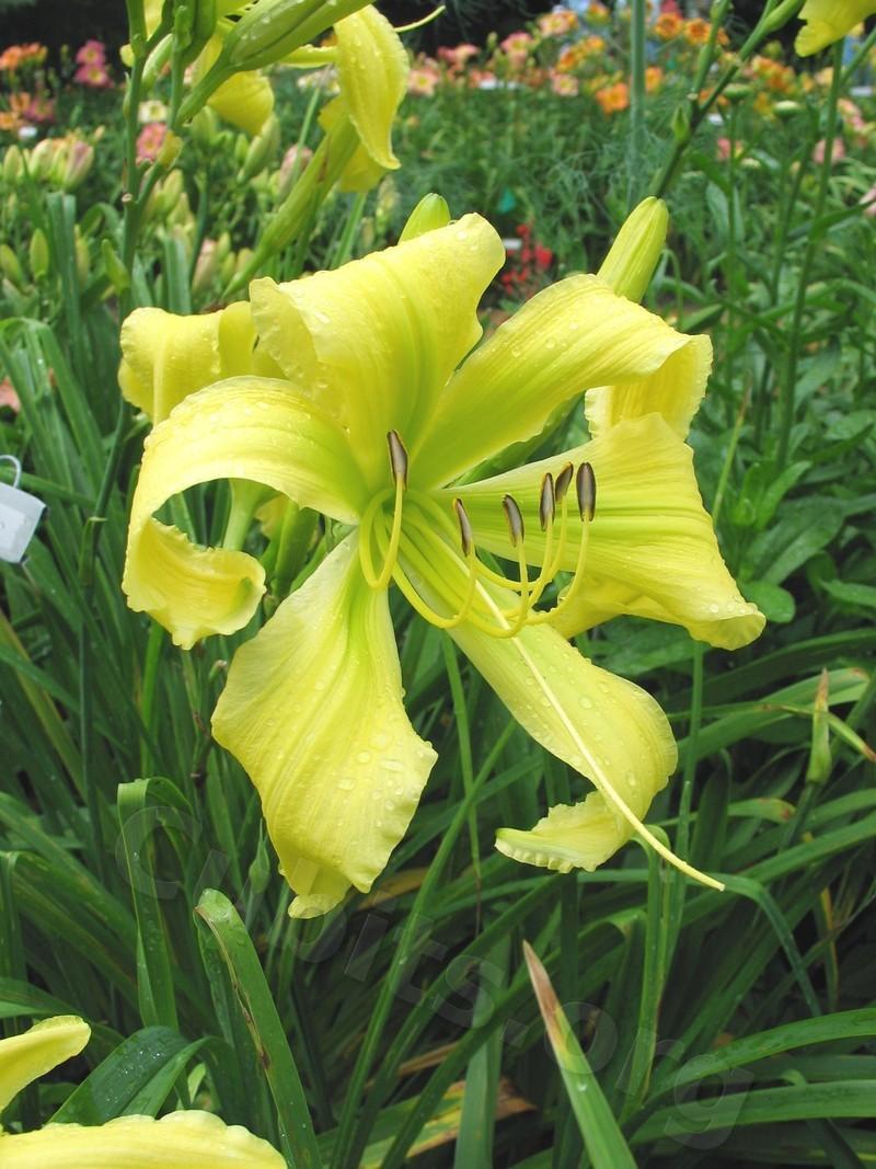 Photo of the bloom of Daylily (Hemerocallis 'Spider Miracle') posted by ...