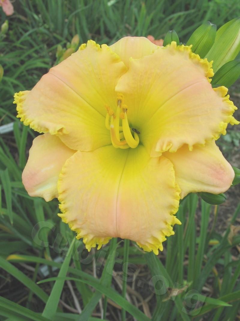 Daylily (Hemerocallis 'Fragrant Bouquet') in the Daylilies Database ...
