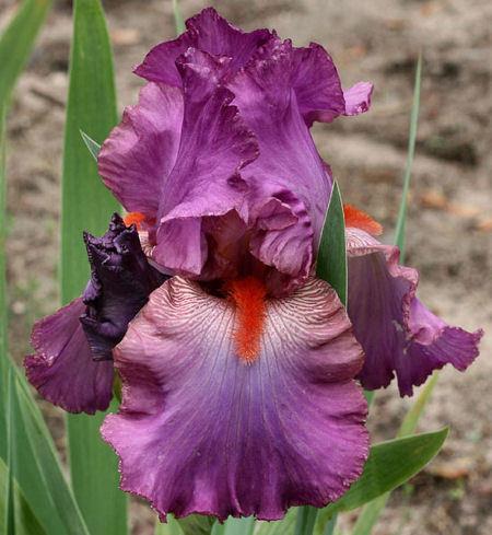 Tall Bearded Iris (Iris 'Rouge-Gorge') in the Irises Database - Garden.org
