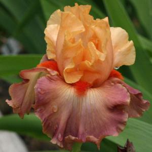 Tall Bearded Iris (Iris 'Rio') in the Irises Database - Garden.org