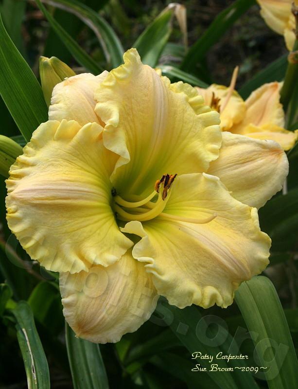 Photo of the bloom of Daylily (Hemerocallis 'Patsy Carpenter') posted ...